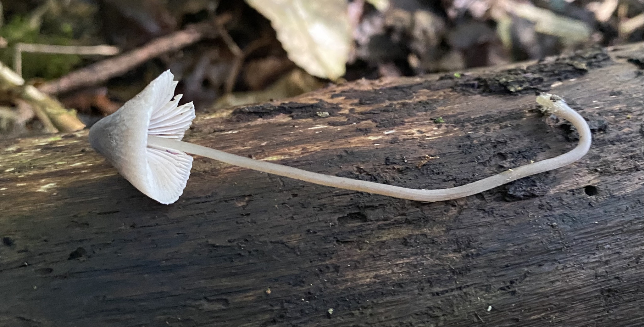 Mycena filopes (Bull.) P.Kumm.