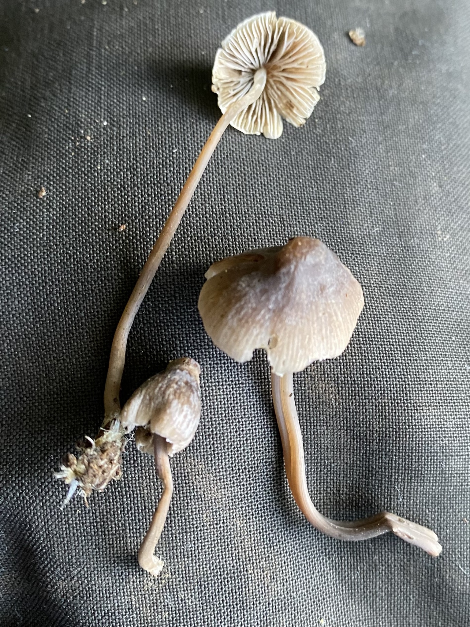 Mycena filopes (Bull.) P.Kumm.