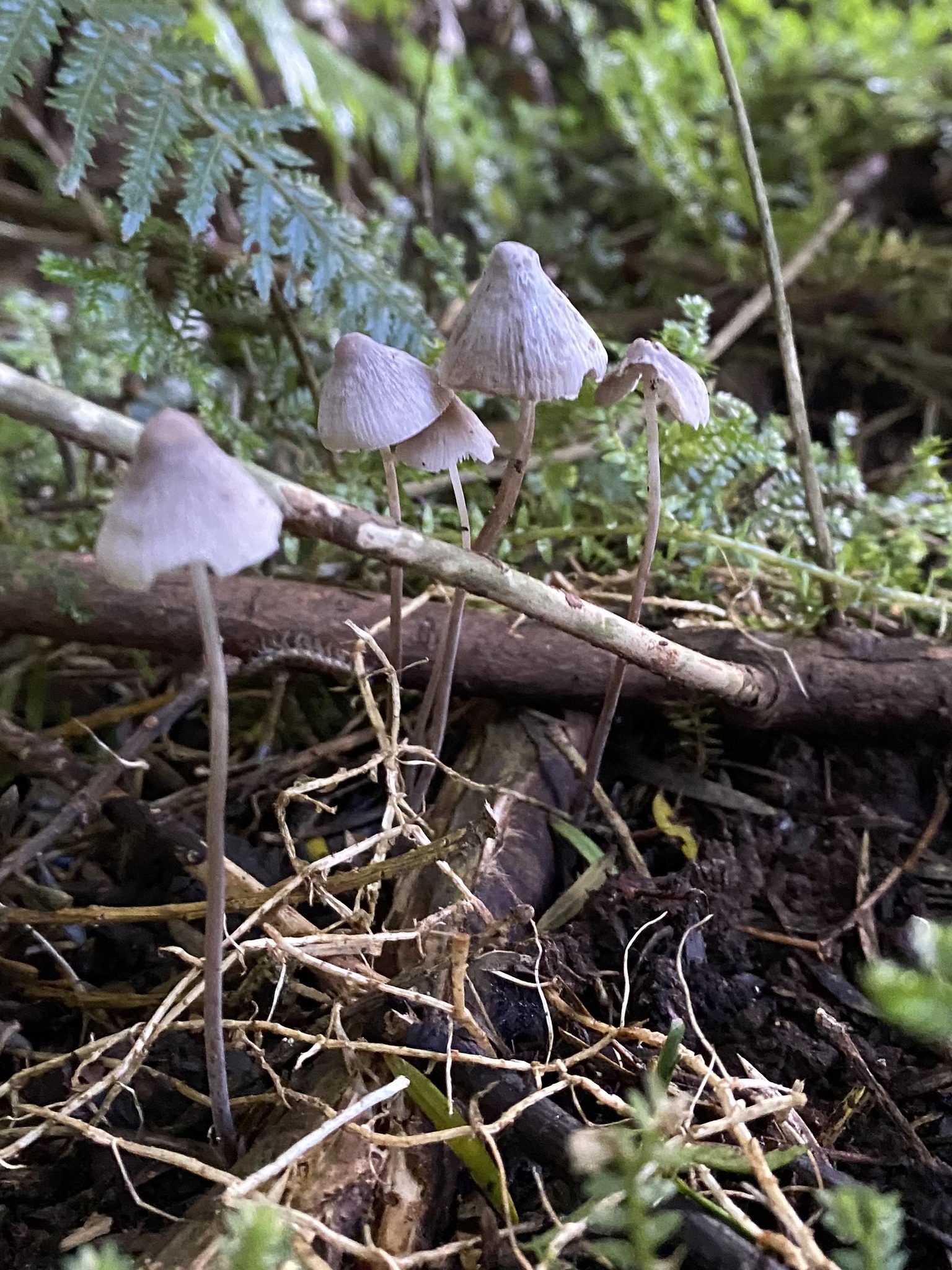 Mycena filopes (Bull.) P.Kumm.