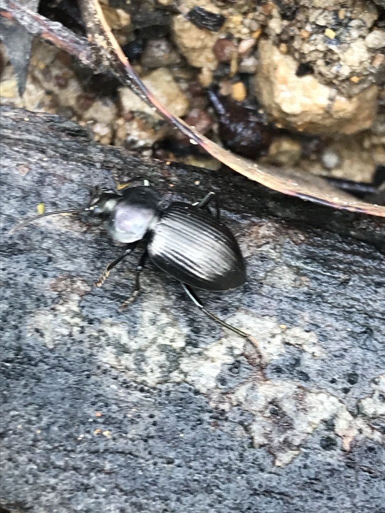 Adelium from Khappinghat National Park, Glenthorne, NSW, AU on March 26 ...