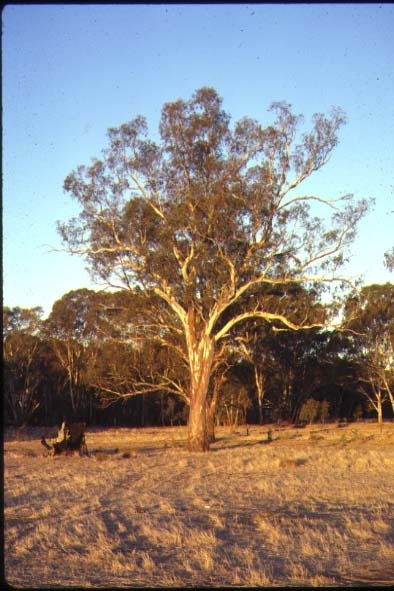 Murray red gum from Hattah VIC 3501, Australia on June 16, 2004 at 04: ...