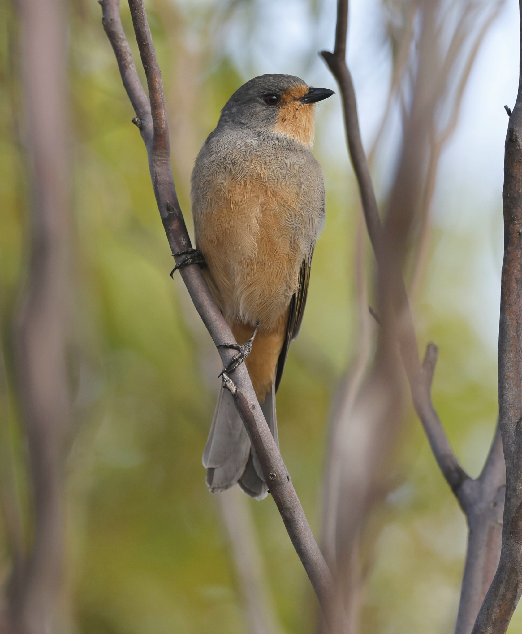 Pachycephala rufogularis Gould, 1841