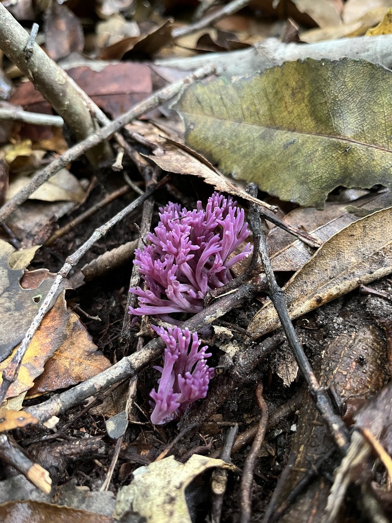 violet coral fungus from Royal Nat'l Park NSW 2233, Australia on March ...