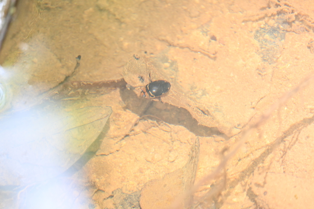 Hydaticus pacificus from Woodlands, Singapore on March 29, 2023 at 12: ...