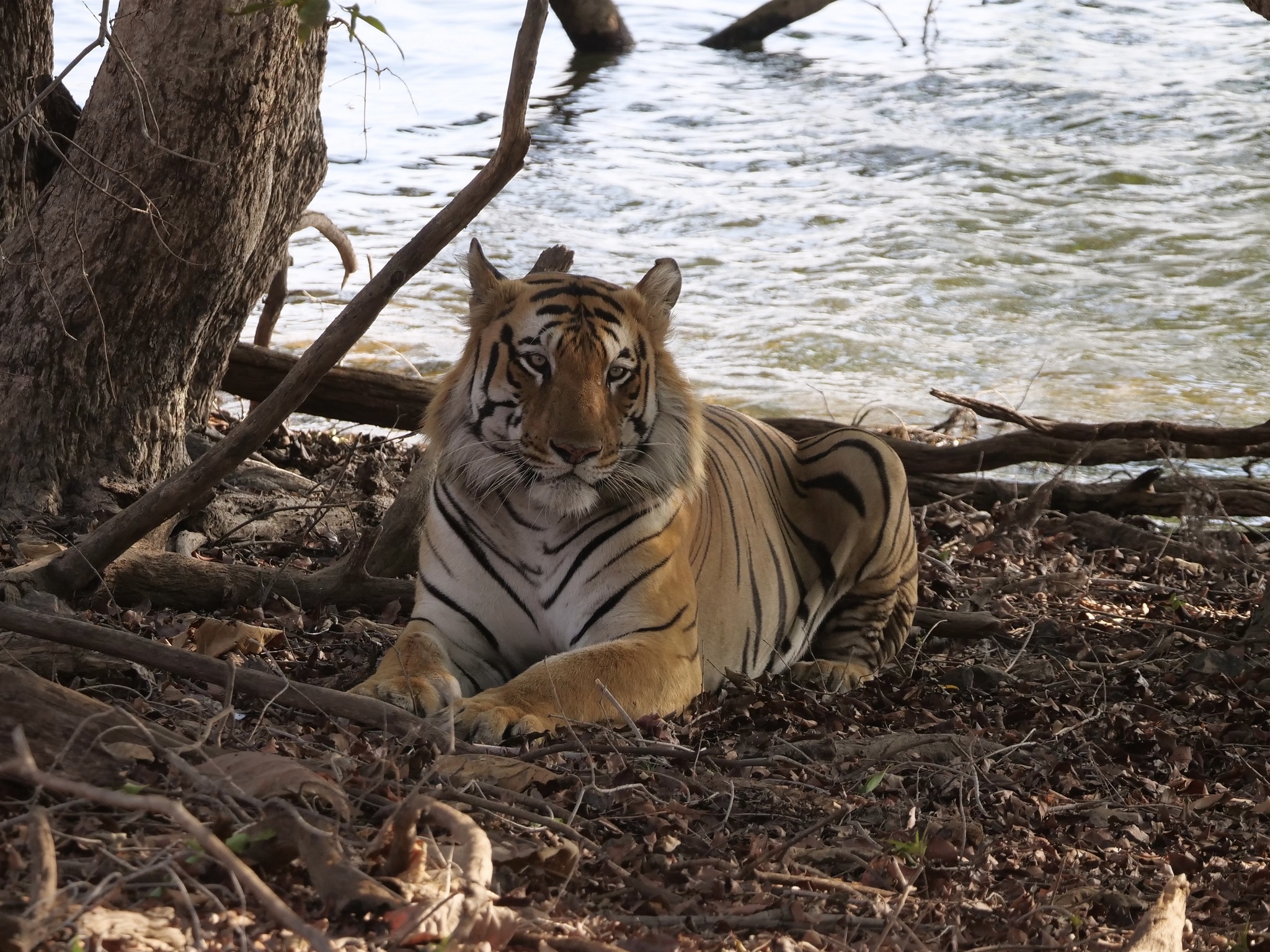 Panthera tigris (Linnaeus, 1758)