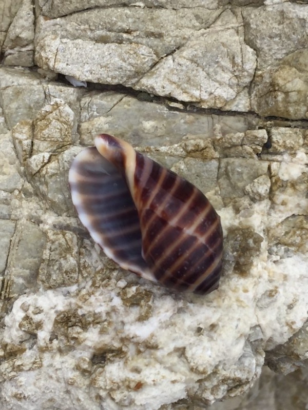 Vexilla Swainson, 1840