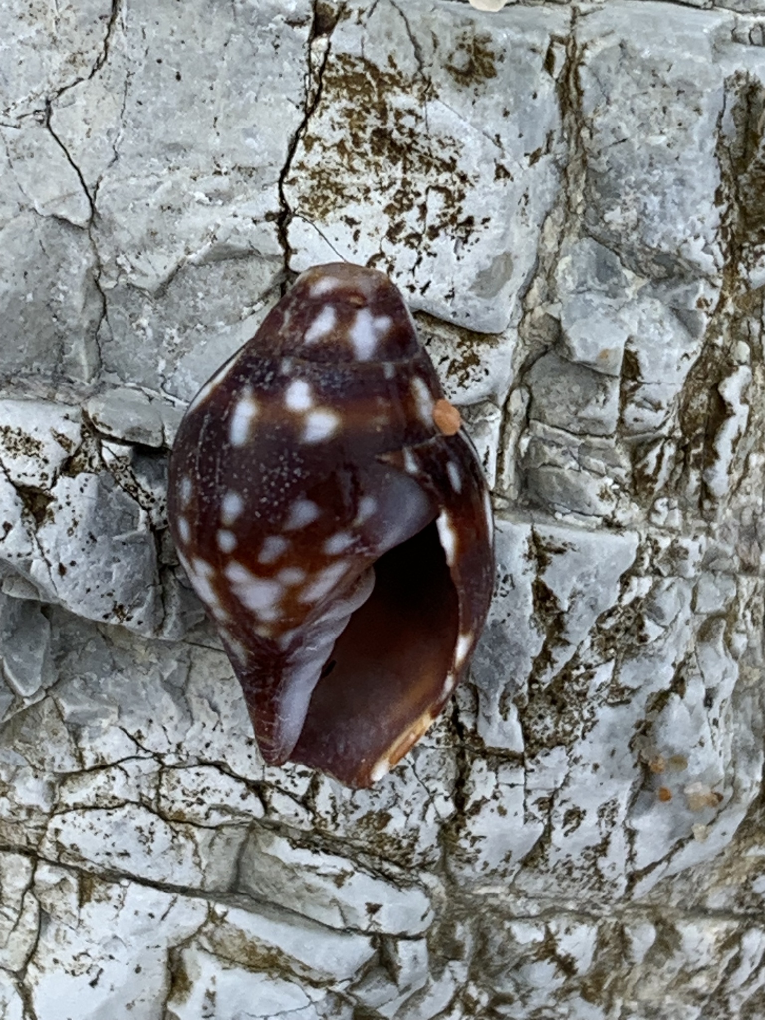 Strigatella litterata (Lamarck, 1811)