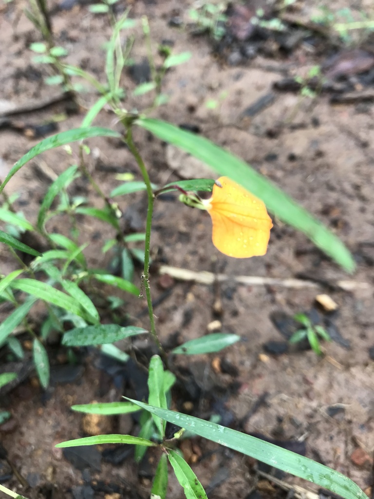 spade flower from Khappinghat National Park, Kiwarrak, NSW, AU on March ...