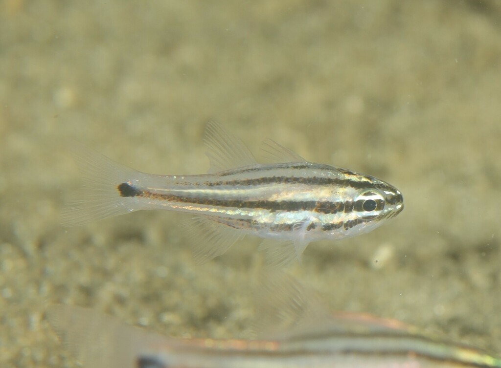 Sydney Cardinalfish from 1 Bower Ln, Manly NSW 2095, Australia on March ...