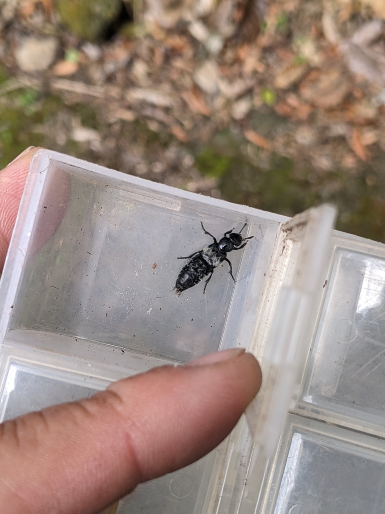 hairy rove beetle from 972台灣花蓮縣秀林鄉富世村 on March 20, 2023 at 12:51 PM by ...