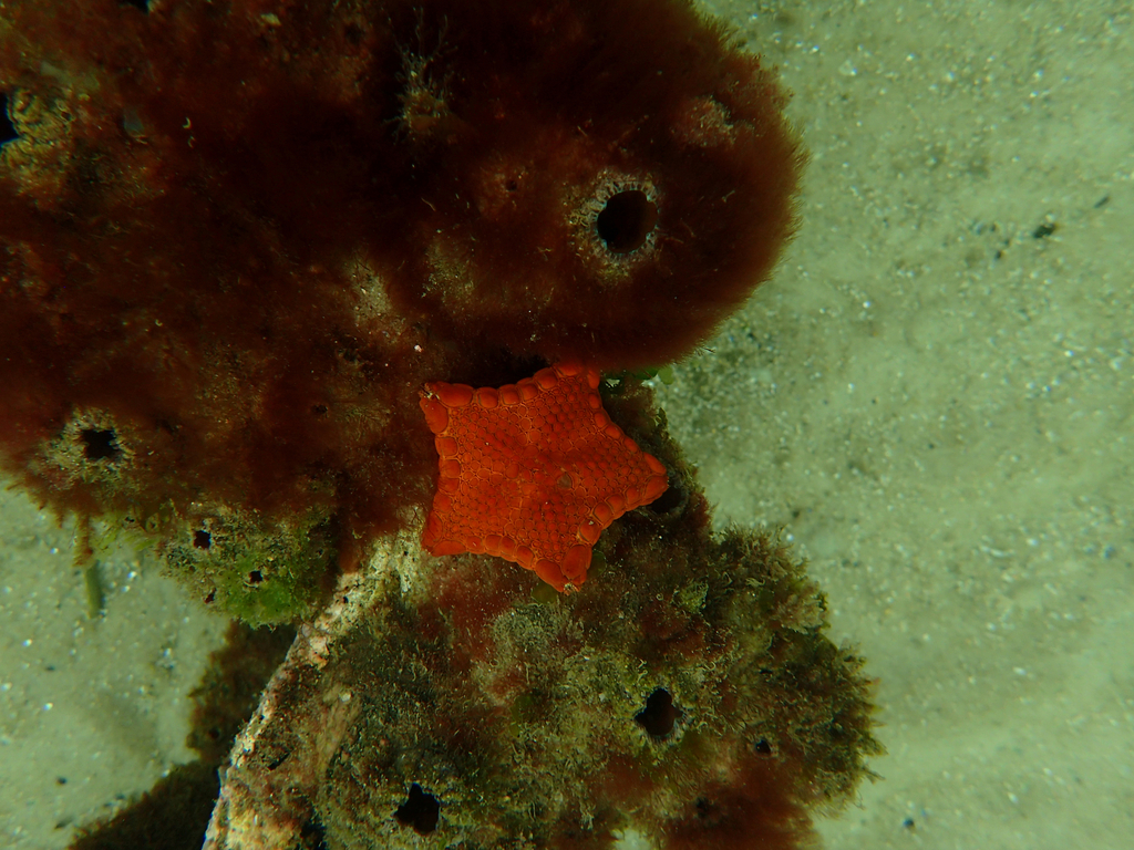 Common Biscuit Star from Hampton Beach, Victoria, Australia on March 21 ...