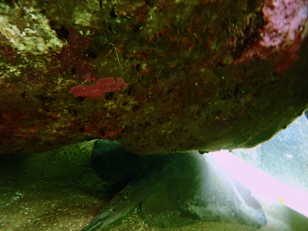 Eastern Shovelnose Stingaree from Hampton Beach, Victoria, Australia on ...