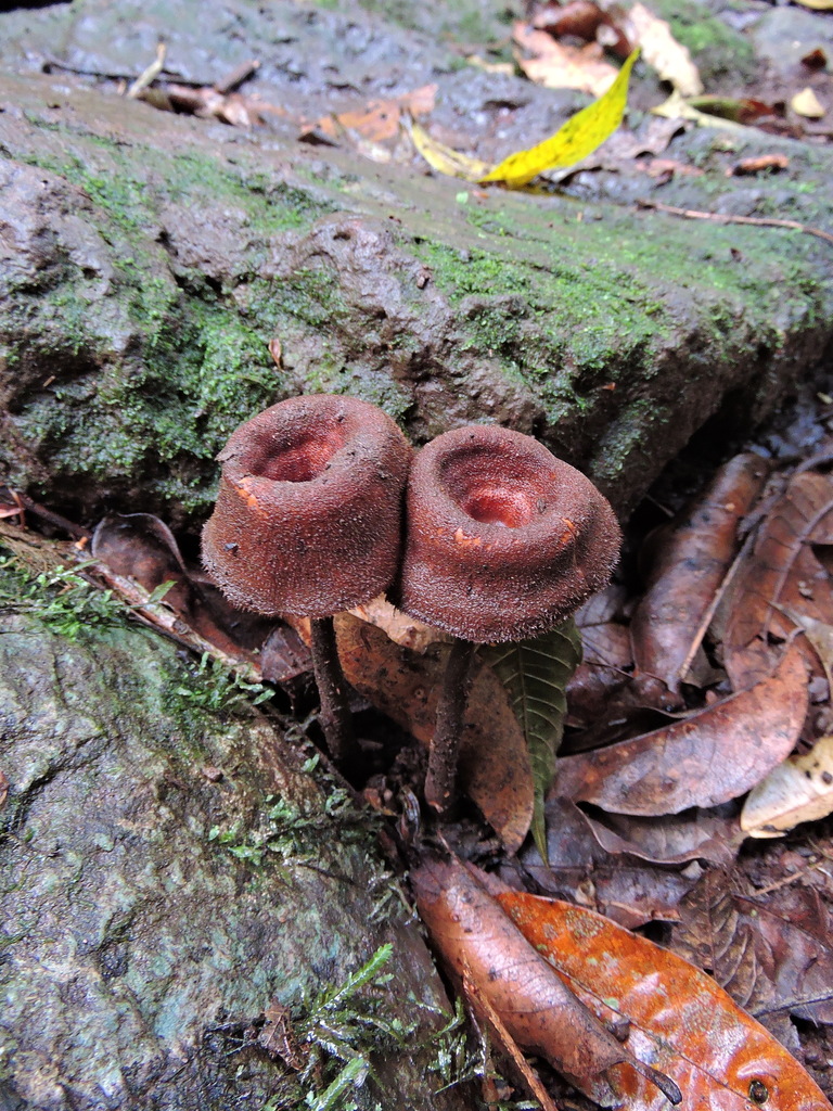Panus velutinus from Selva del Marinero, Catemaco, Ver., México on ...