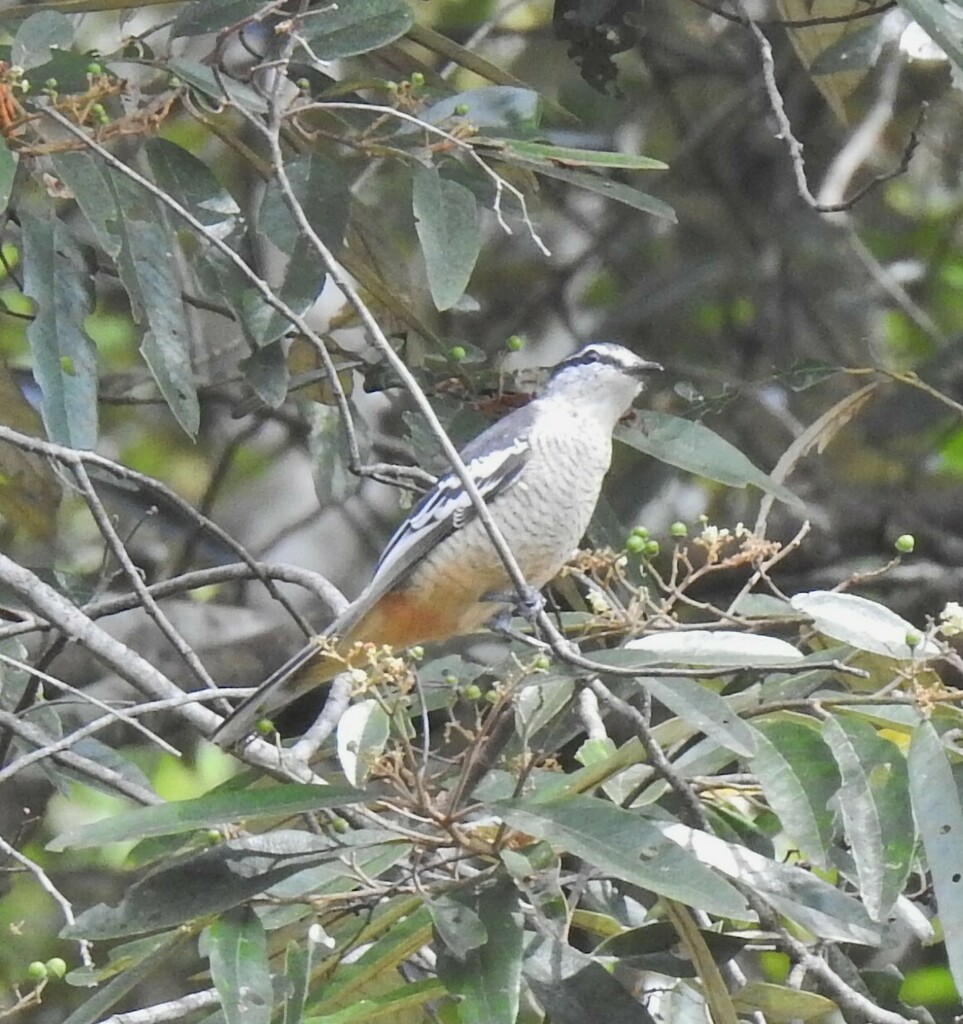 Birds from Talegalla Weir QLD 4650, Australia on March 29, 2023 at 12: ...