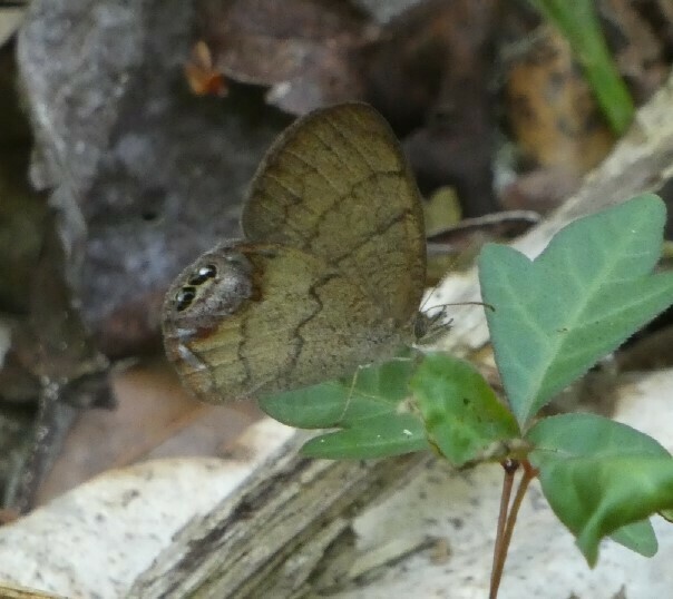 Eastern Gemmed-Satyr from Florida, Levy, Goethe State Forest, Big ...