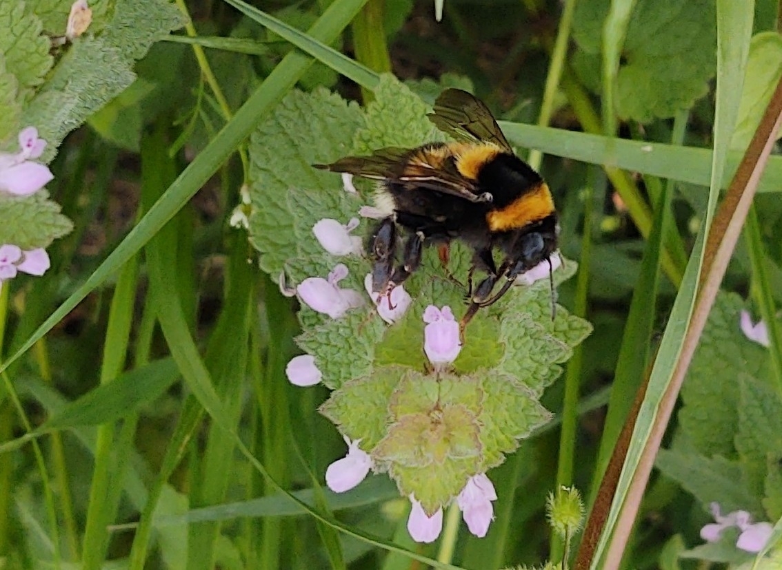 Bombus ruderatus (Fabricius, 1775)