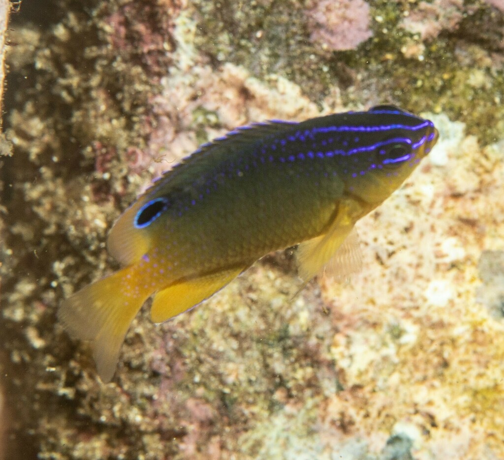 Bluespot damsel from 1 Bower Ln, Manly NSW 2095, Australia on March 29 ...