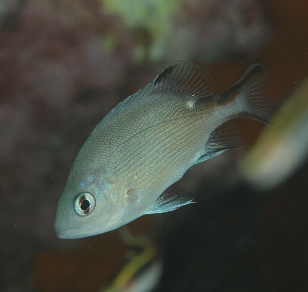 Two-spot Red Snapper from 1 Bower Ln, Manly NSW 2095, Australia on ...