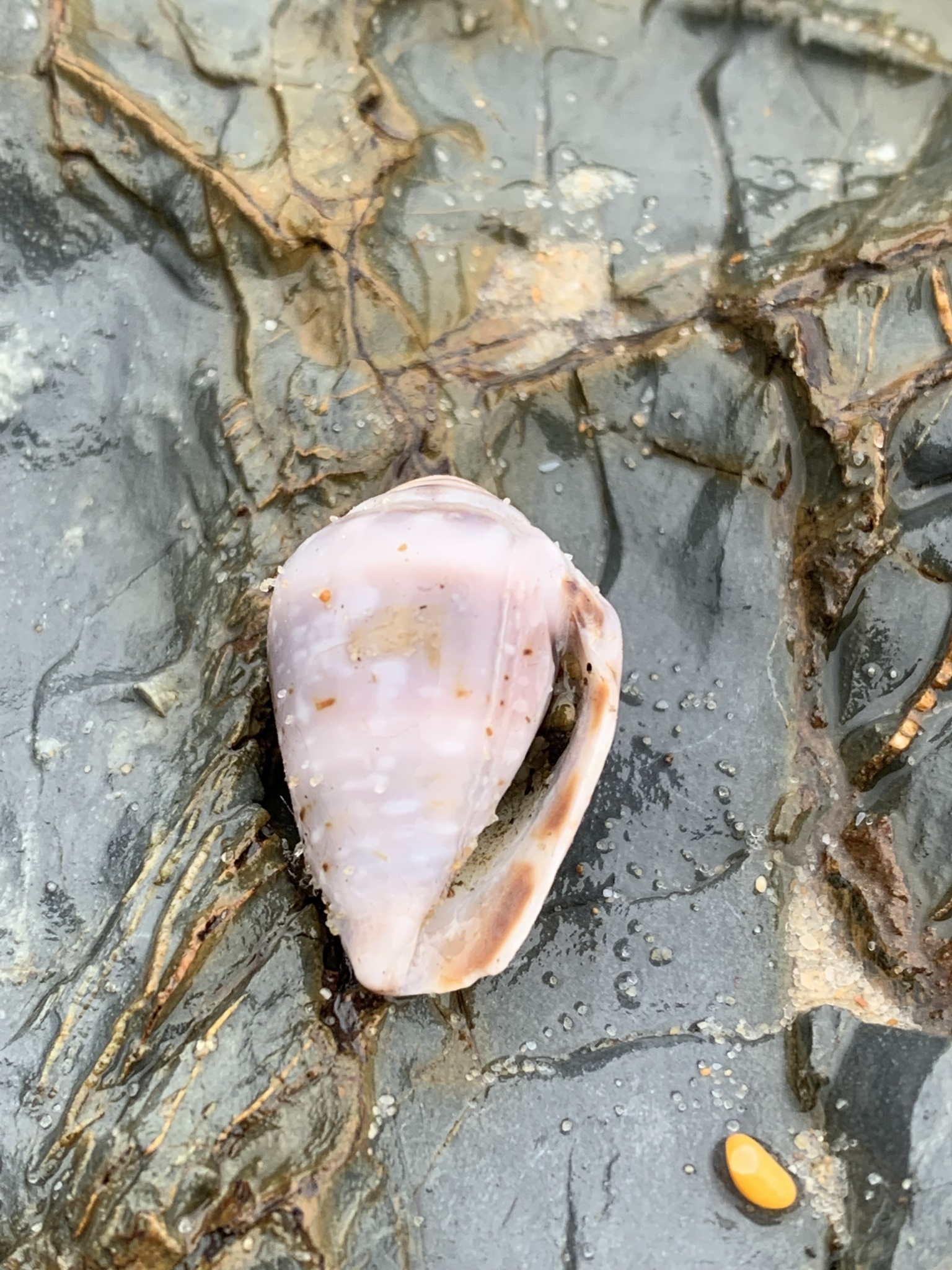 Conus coronatus Gmelin, 1791