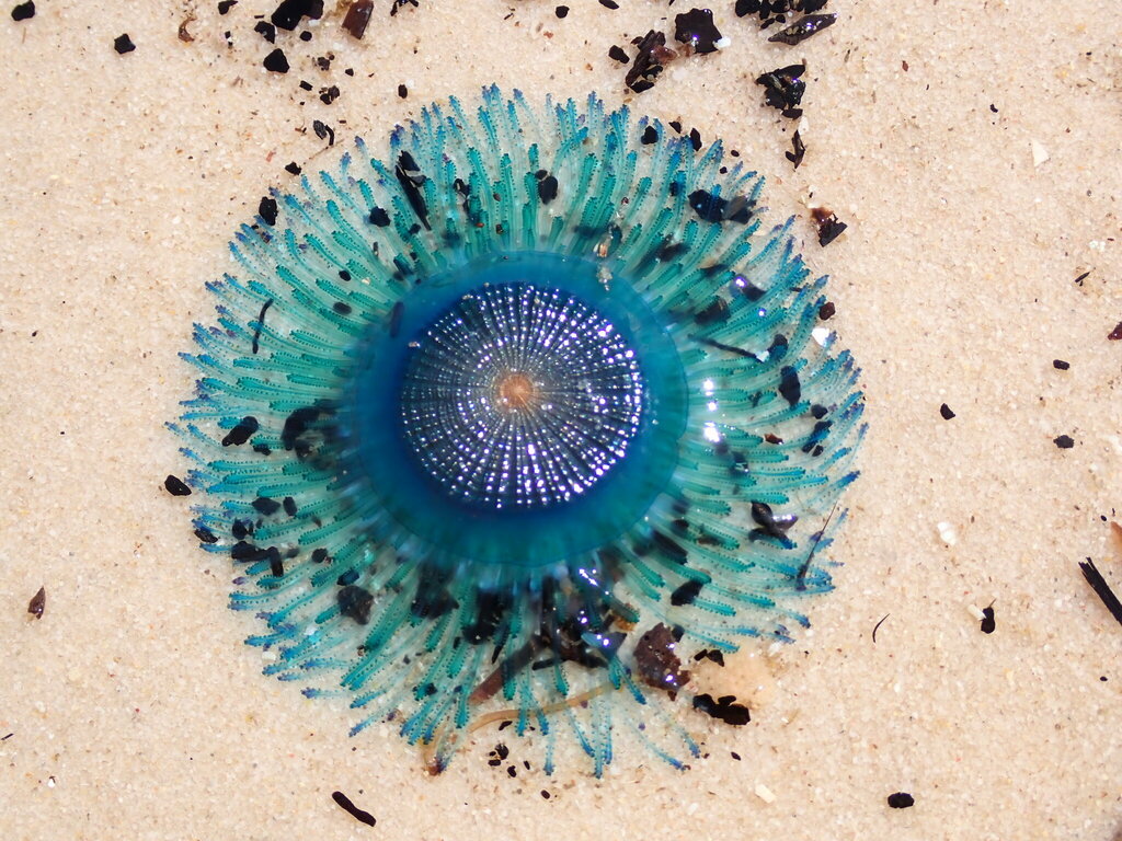 Blue Button from Jervis Bay NSW, Australia on March 18, 2023 at 12:11 ...