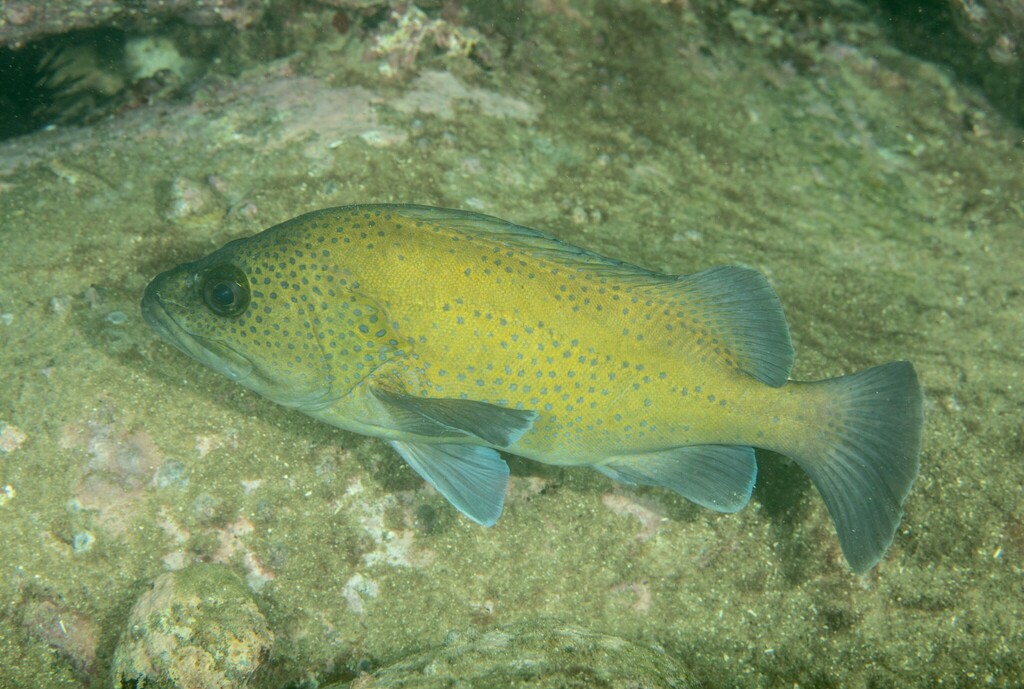 Eastern Wirrah from Cabbage Tree Bay, AU-NS-MN, AU-NS, AU on March 29 ...