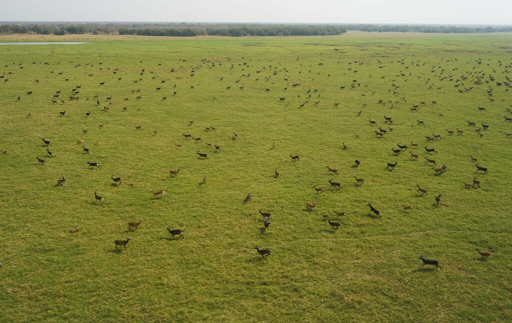 White-eared Kob in February 2023 by kelgreen · iNaturalist