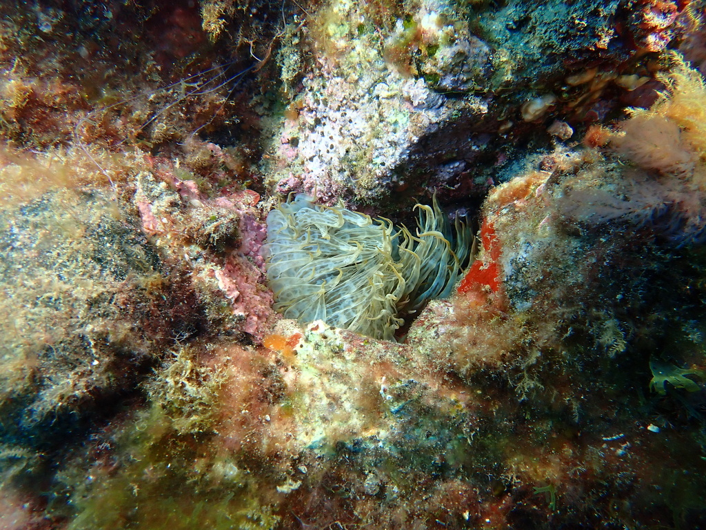 Trumpet anemone from Platja Mar Menuda, Av. Mar Menuda, 2, 17320 Tossa ...