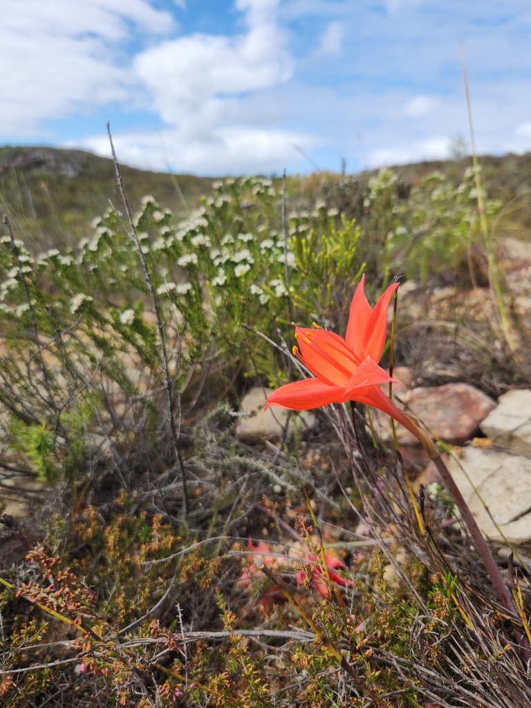 Bredasdorp Firelily in March 2023 by Rupert Koopman · iNaturalist