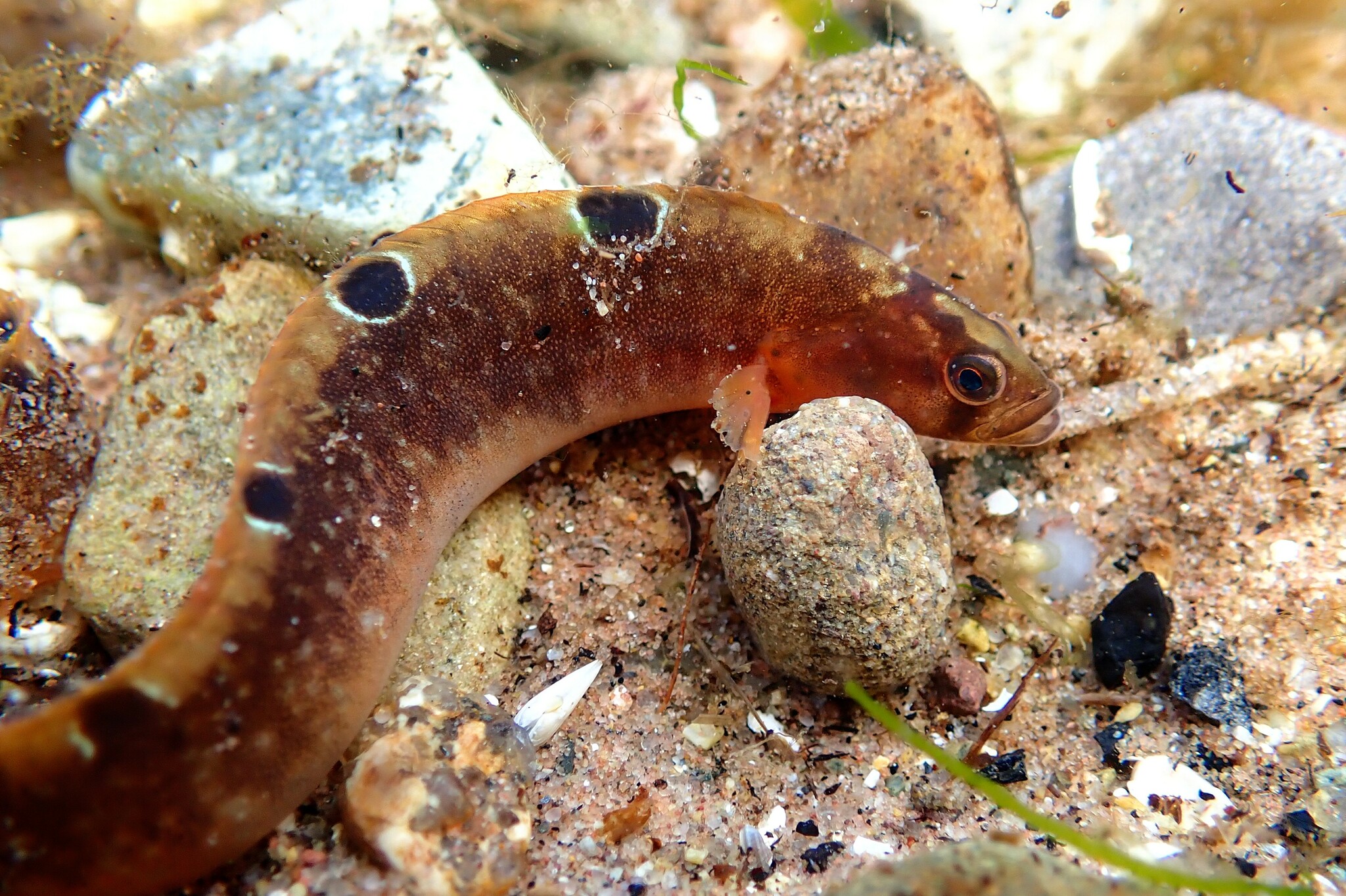 Pholis gunnellus (Linnaeus, 1758)