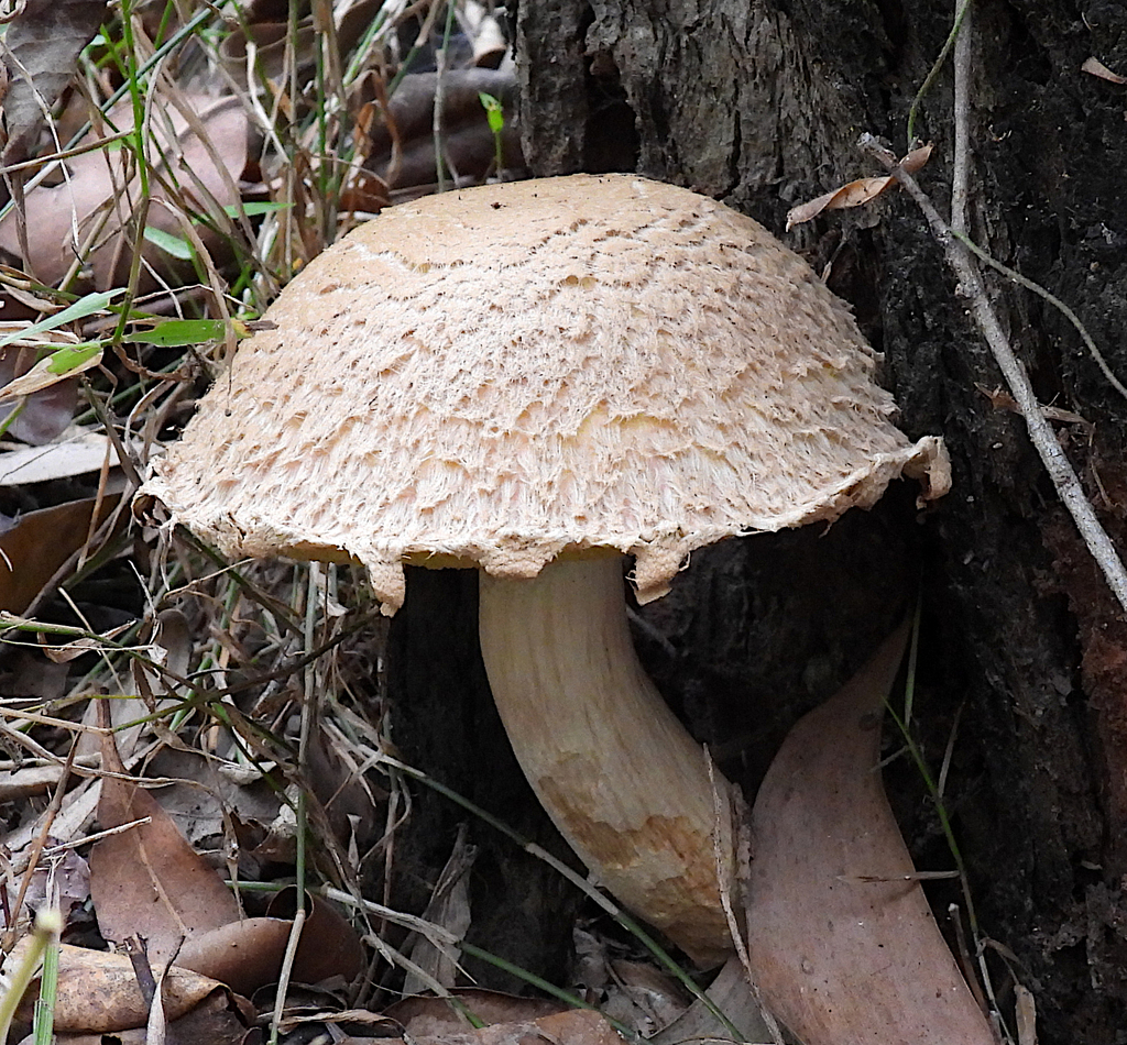 Boletellus from Dam Rd, Bunyaville Conservation Park, Brisbane QLD ...