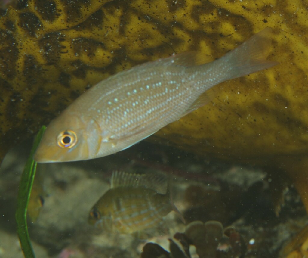 Spangled Emperor from 1 Bower Ln, Manly NSW 2095, Australia on March 29 ...