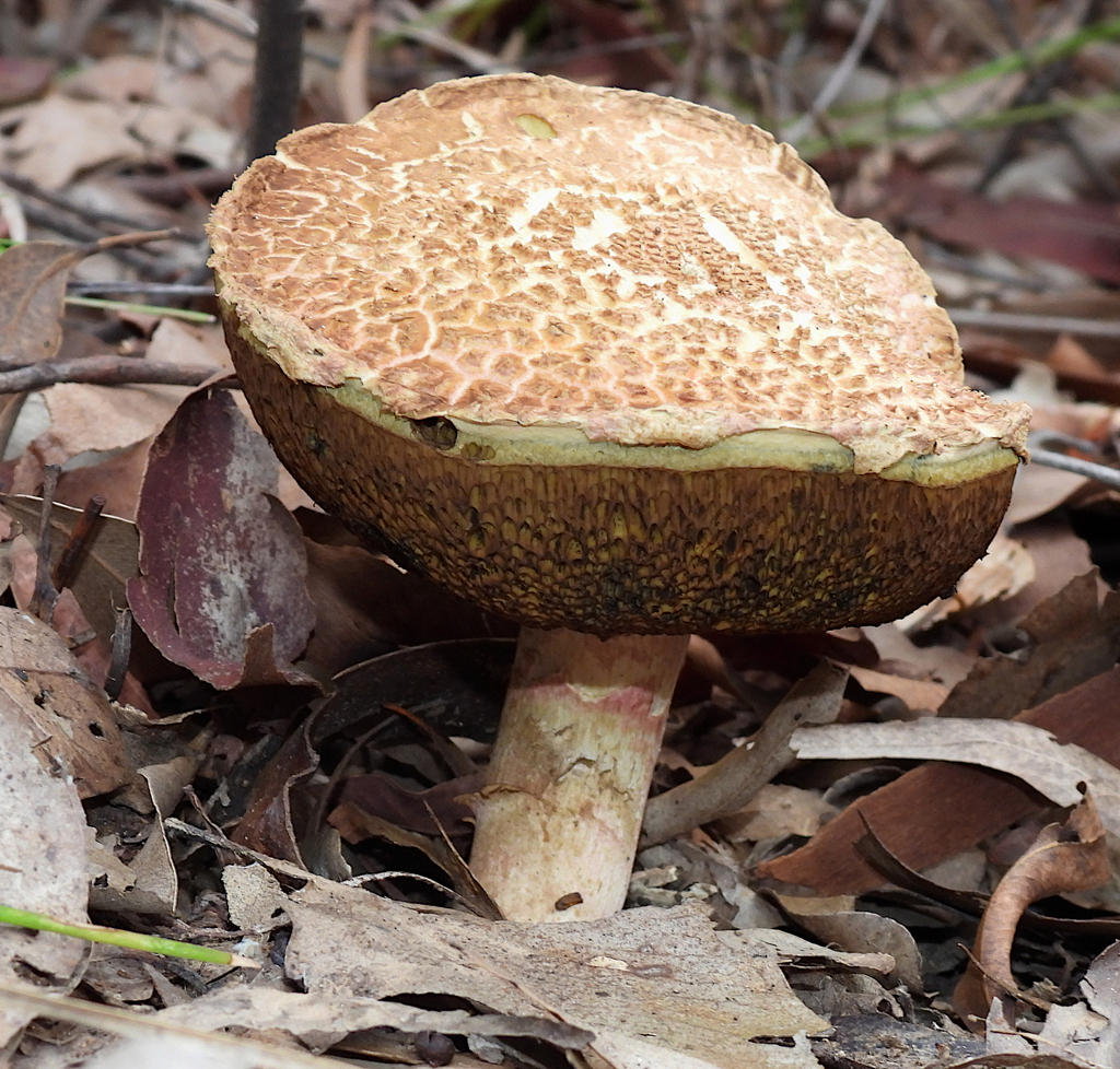 Boletellus ananiceps from Dam Rd, Bunyaville Conservation Park ...