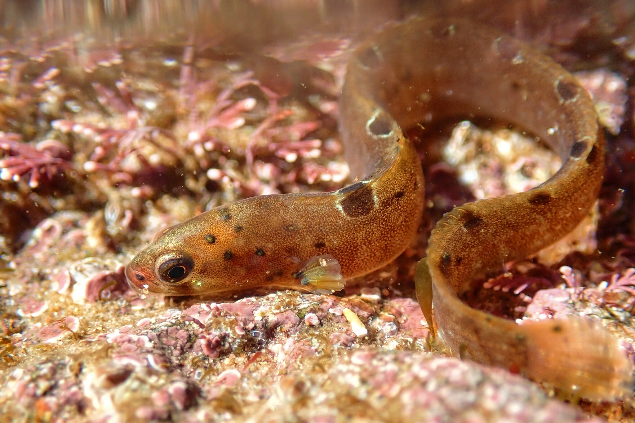 Pholis gunnellus (Linnaeus, 1758)