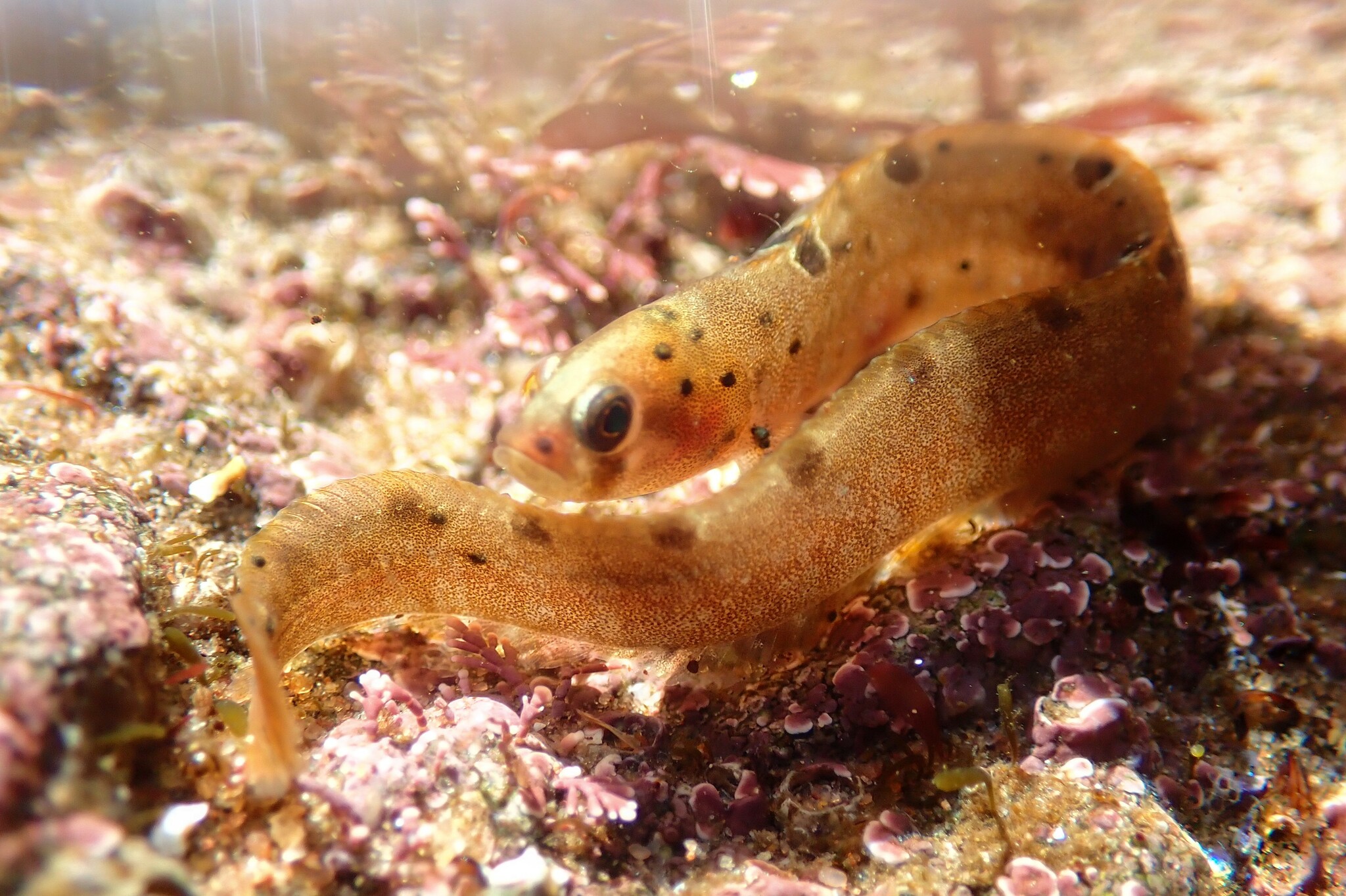 Pholis gunnellus (Linnaeus, 1758)