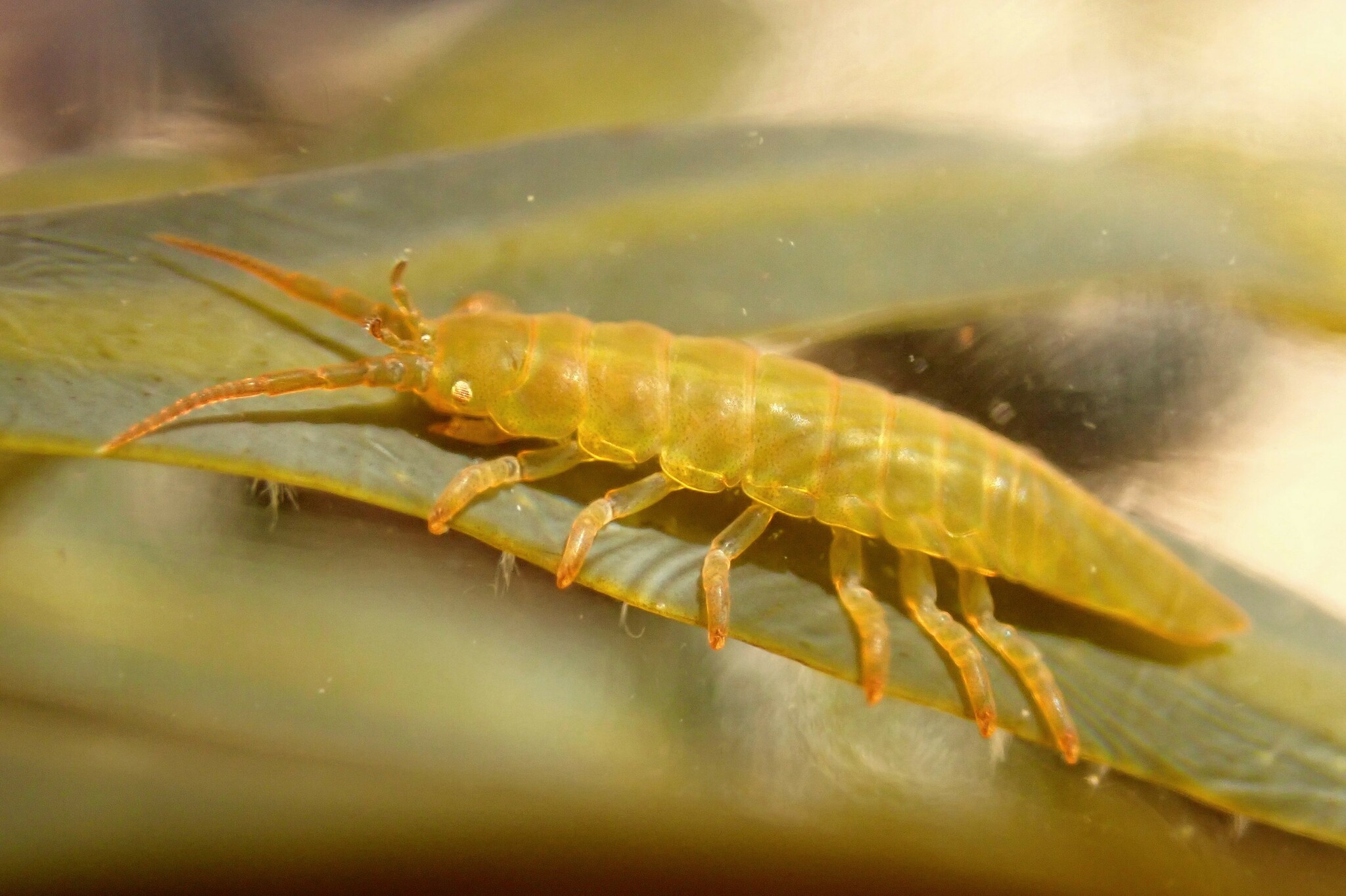 Idotea granulosa Rathke, 1843