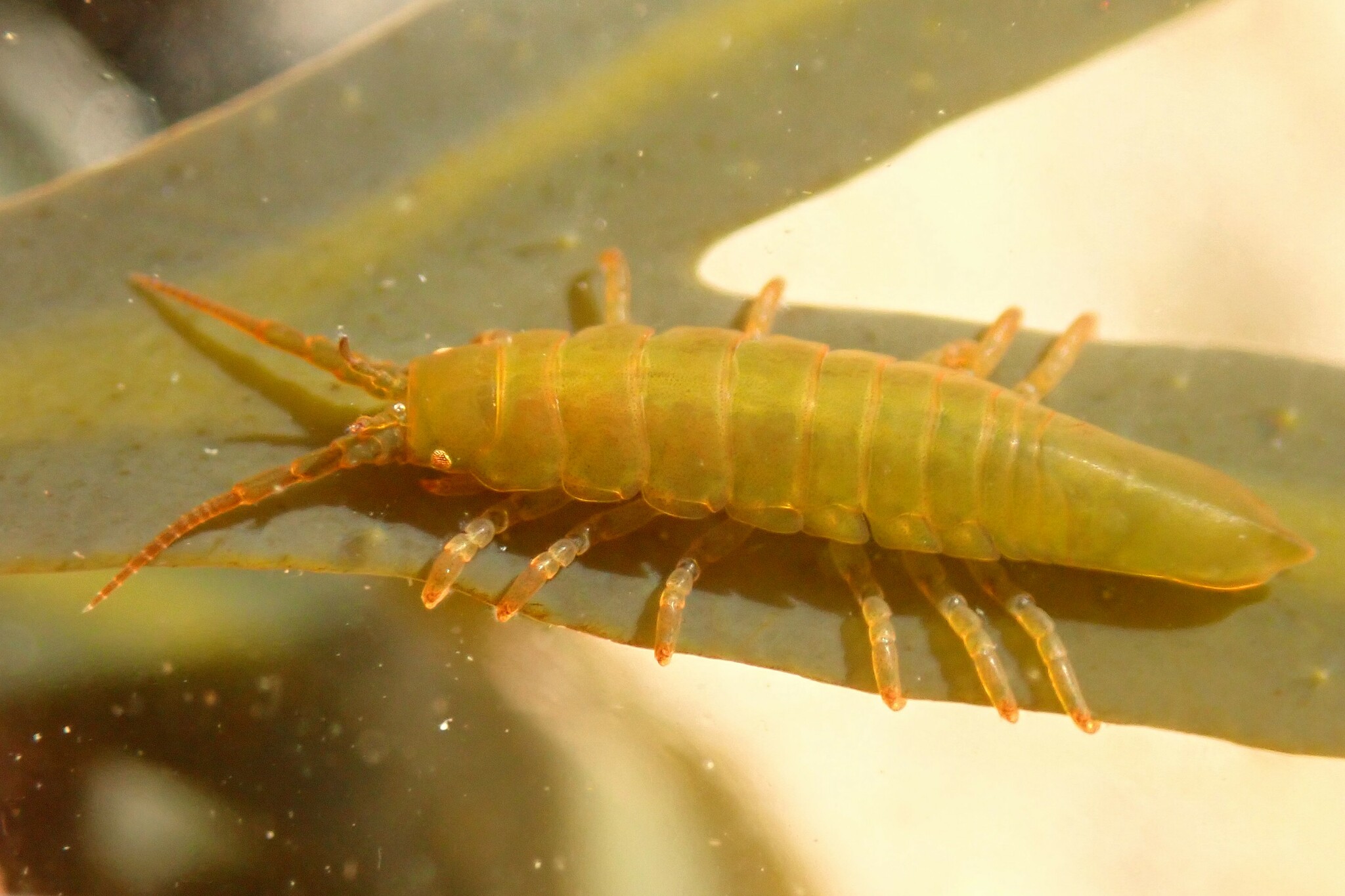 Idotea granulosa Rathke, 1843