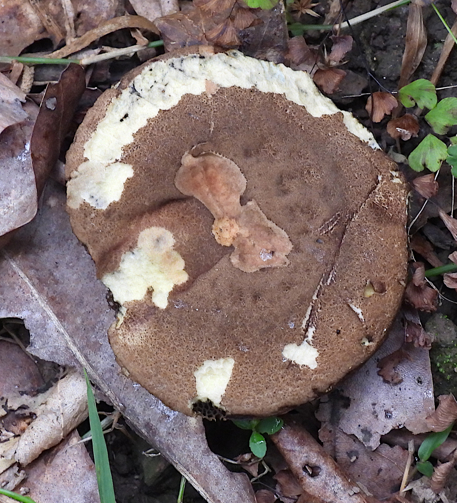 Xerocomus from Dam Rd, Bunyaville Conservation Park, Brisbane QLD ...