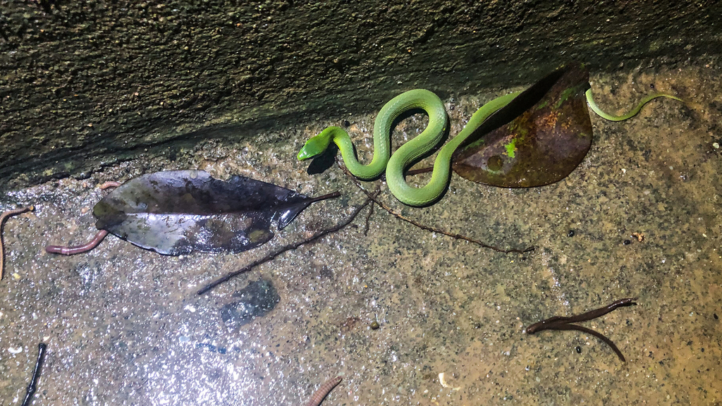Chinese Green Snake from 中国广东省广州市黄埔区 on June 15, 2022 at 06:31 PM by ...