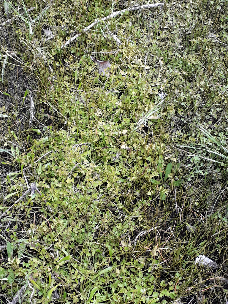 Sea Celery from Omaha Bay, Point Wells on October 7, 2018 at 02:22 PM ...