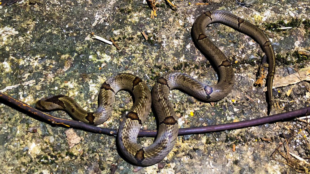 Chinese Kukri Snake from 中国广东省韶关市始兴县 on July 16, 2022 at 08:06 PM by ...