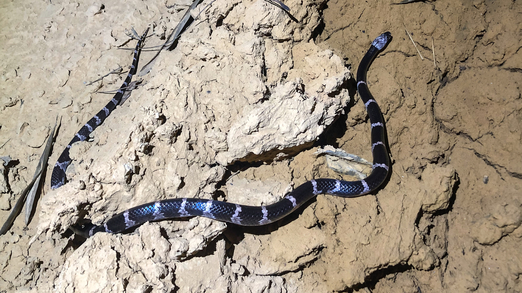 Futsing Wolf Snake from 中国广东省韶关市始兴县 on July 16, 2022 at 09:58 PM by ...