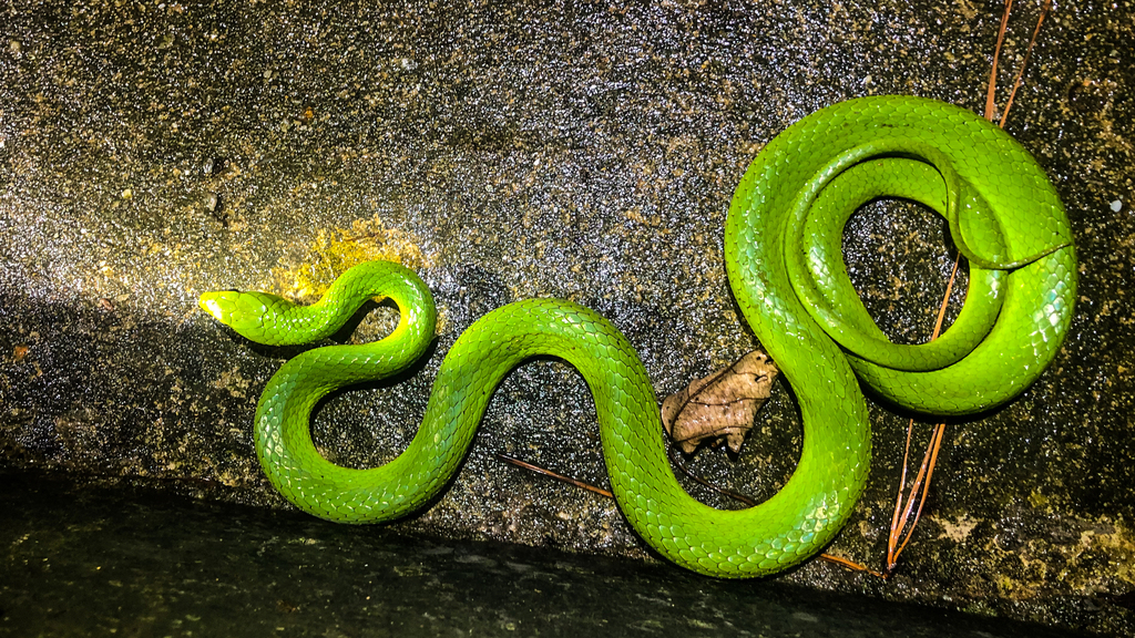 Chinese Green Snake from 中国广东省广州市白云区 on August 8, 2022 at 07:10 PM by ...