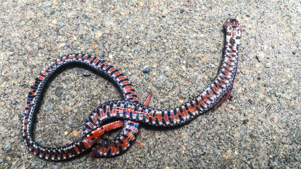 Assam Kukri Snake from 中国广东省惠州市龙门县 on August 22, 2022 at 02:14 PM by ...