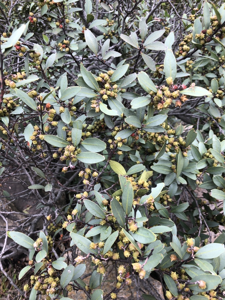 Hedgehog Tree from West Rand, ZA-NW, ZA on March 26, 2023 at 10:29 AM ...