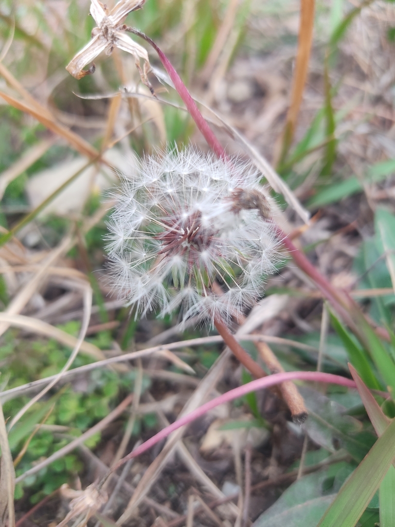 common dandelion from 8CP4+9MX, Badshithaul, Chamba, Uttarakhand 249199 ...