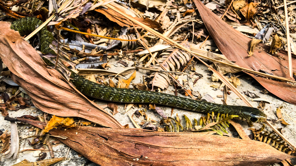 Oriental Rat Snake from 中国广东省广州市黄埔区 on September 22, 2022 at 10:42 AM ...