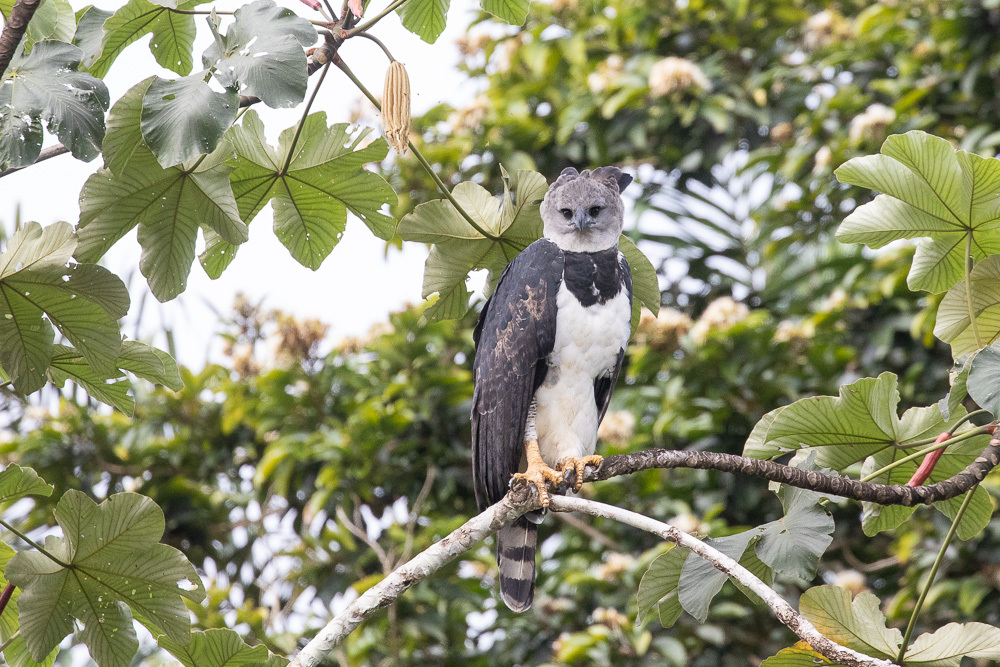 Harpia harpyja (Linnaeus, 1758)