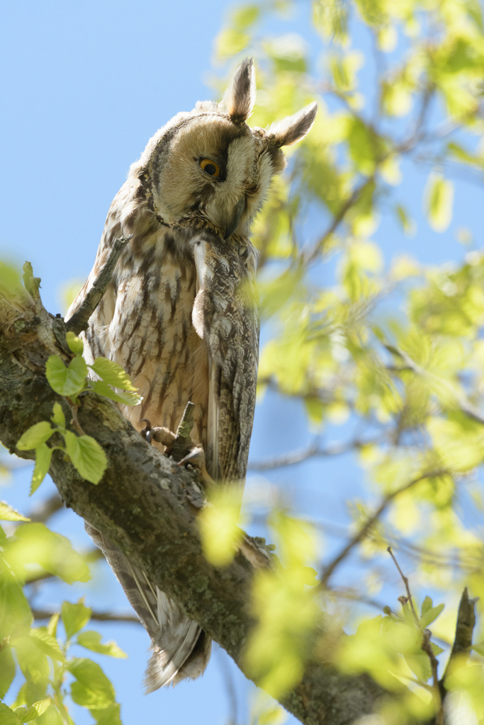 Long-eared Owl from Cogealac, Romania on May 09, 2022 at 12:19 PM by ...