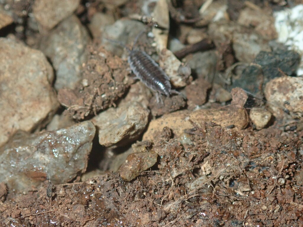 Isopods in March 2023 by zacky_wacky · iNaturalist