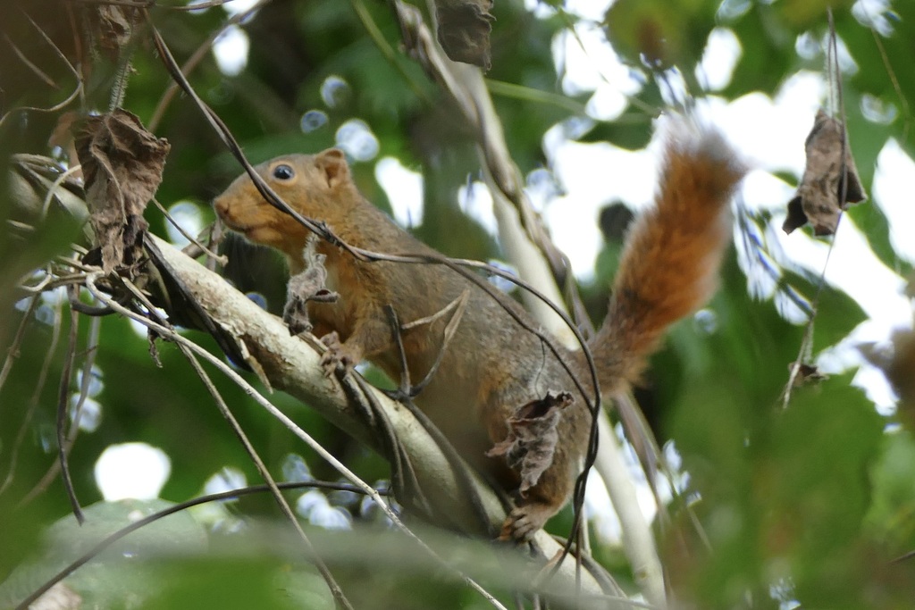 Northern Palawan Tree Squirrel from QMXV+FRF, Puerto Princesa South Road, Puerto Princesa ...